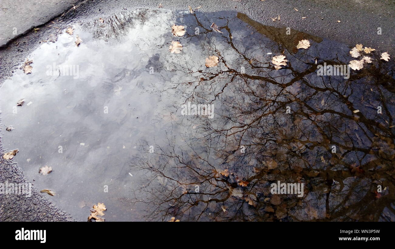 Reflection tree in puddle branch hi-res stock photography and images ...