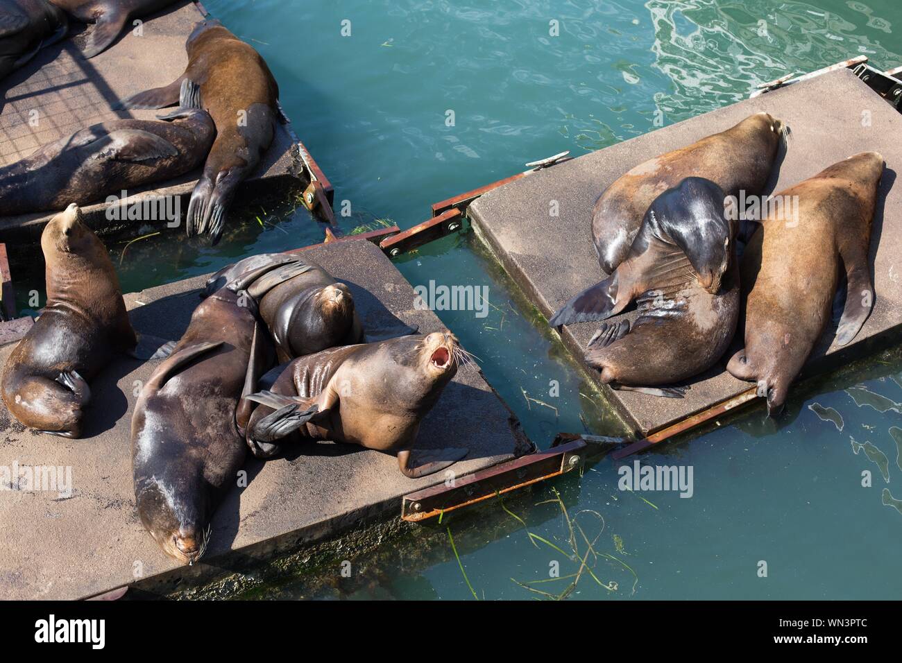 Newport sea lion docks hi-res stock photography and images - Alamy