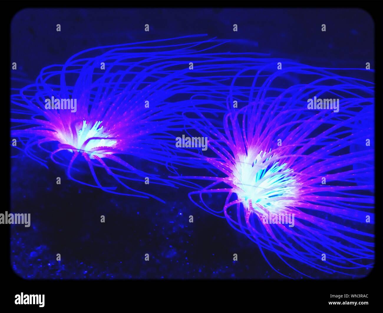 Phosphorescent sea hi-res stock photography and images - Alamy