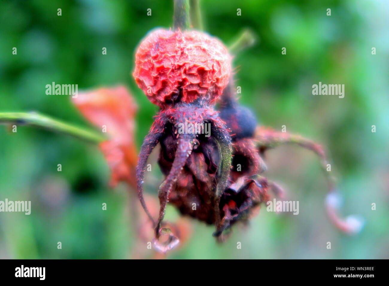 Rotten rose hi-res stock photography and images - Alamy