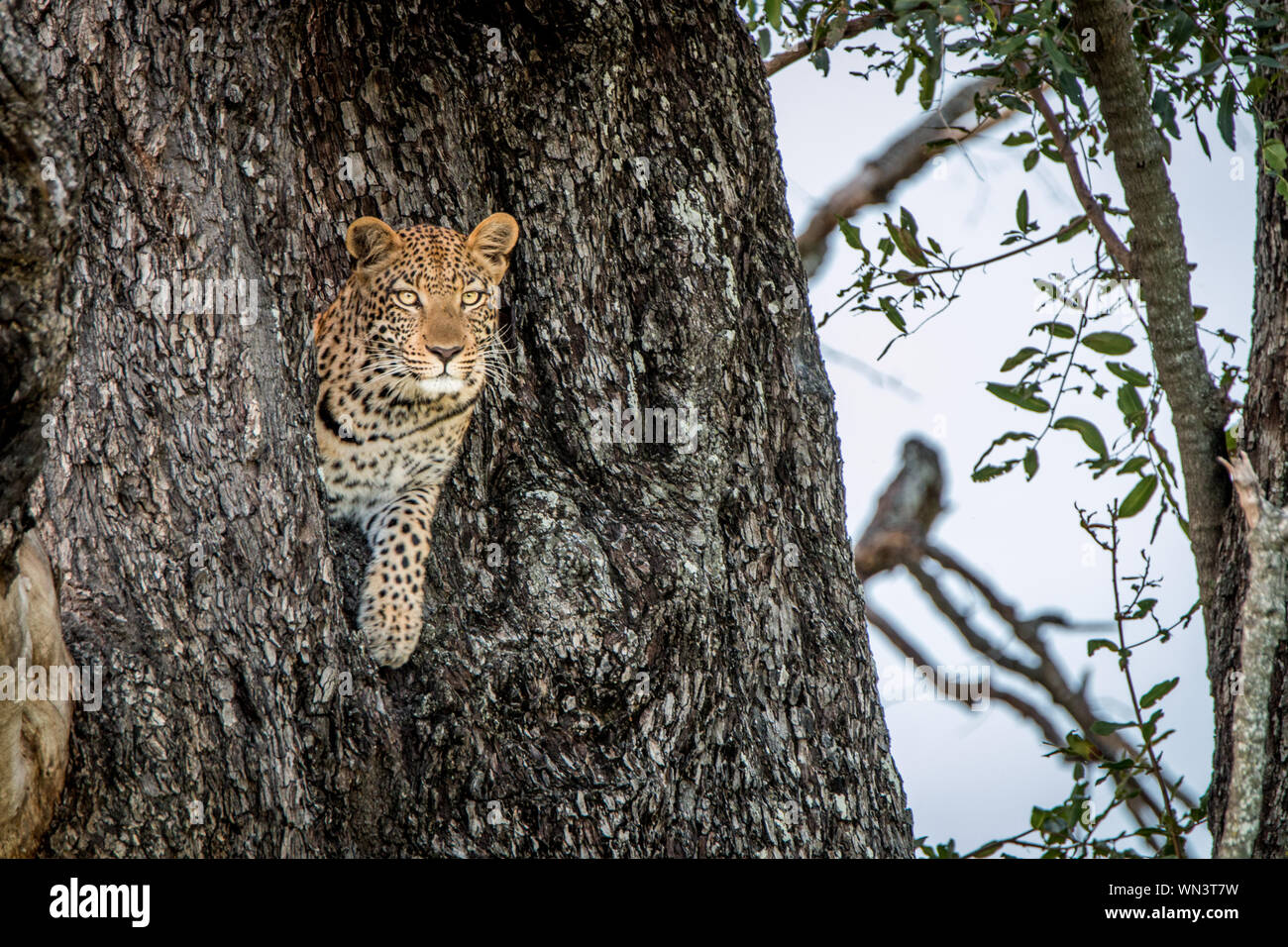 Leopard sitting on tree hi-res stock photography and images - Alamy