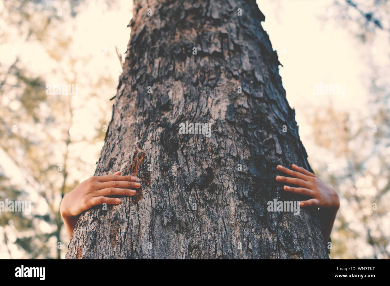 Tree hands hi-res stock photography and images - Alamy