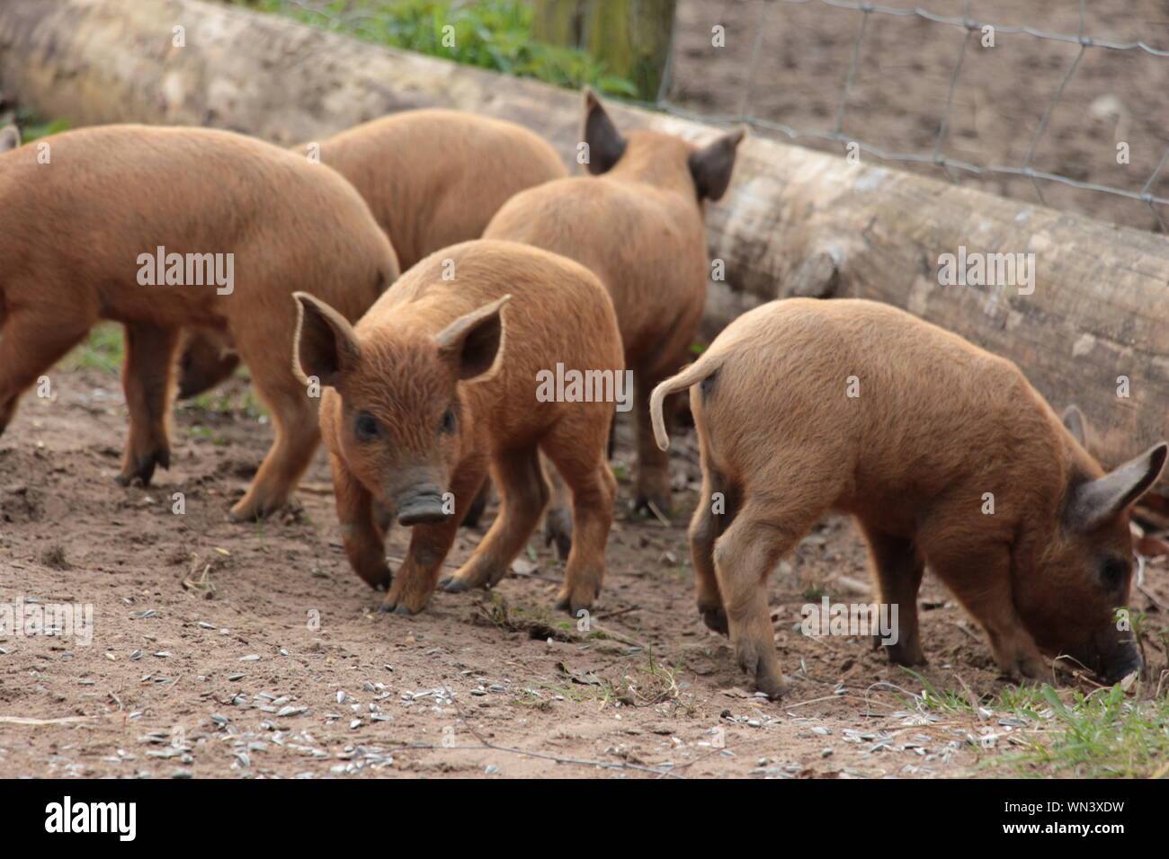 Pigs field hi-res stock photography and images - Alamy