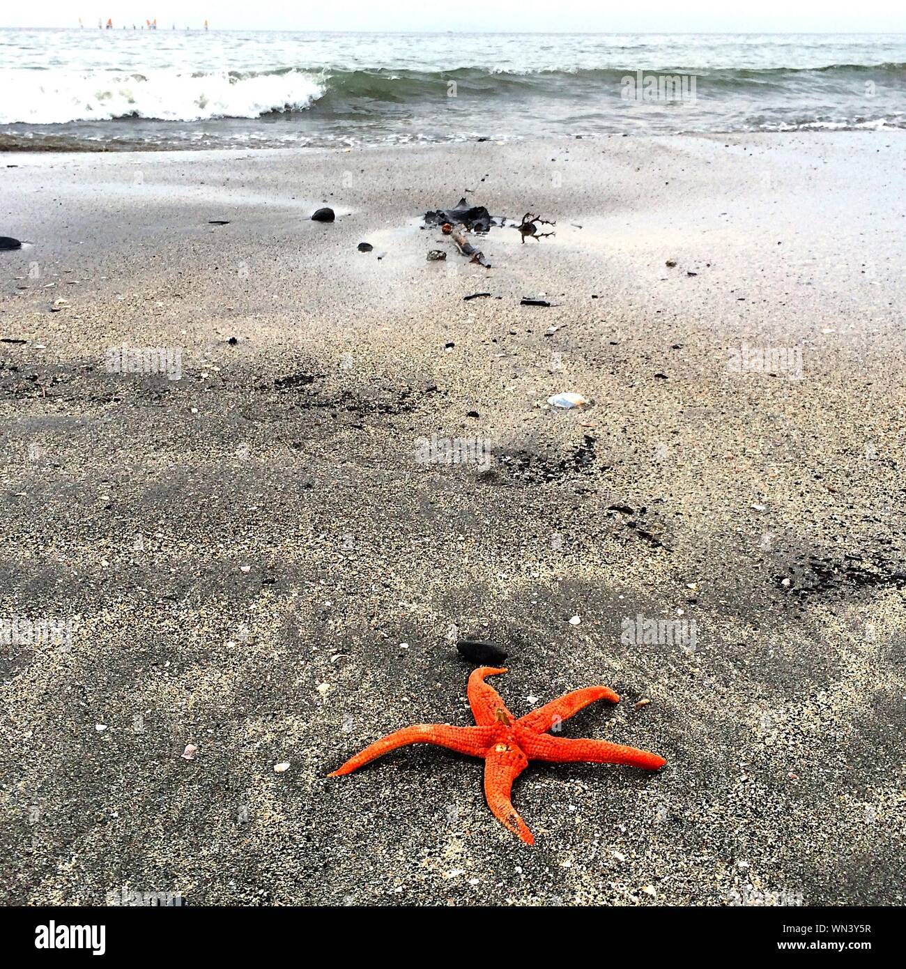 Dead starfish shore hi-res stock photography and images - Alamy