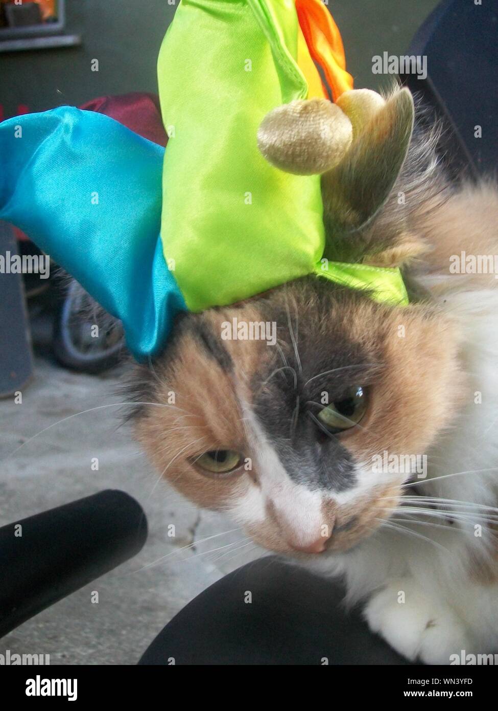 Irritated cat hi-res stock photography and images - Alamy