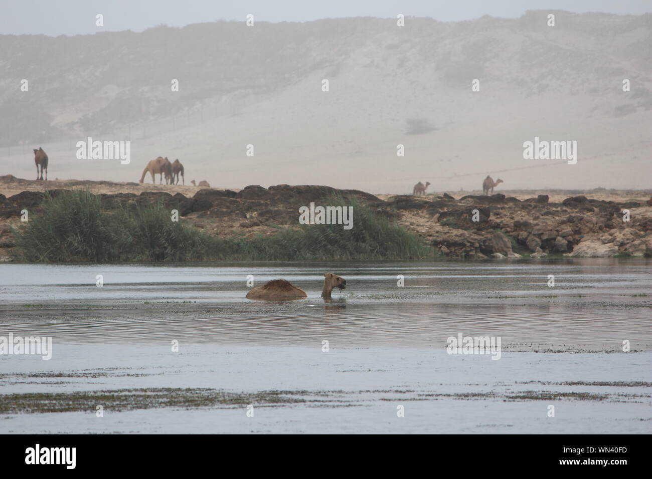 Mountain of the camel hi-res stock photography and images - Alamy