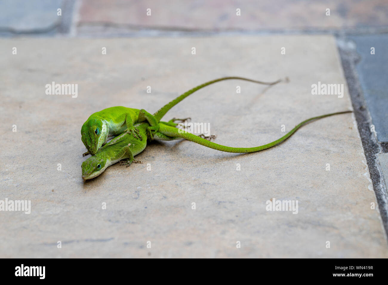 Green lizards, the Carolina Anole, mating Stock Photo - Alamy