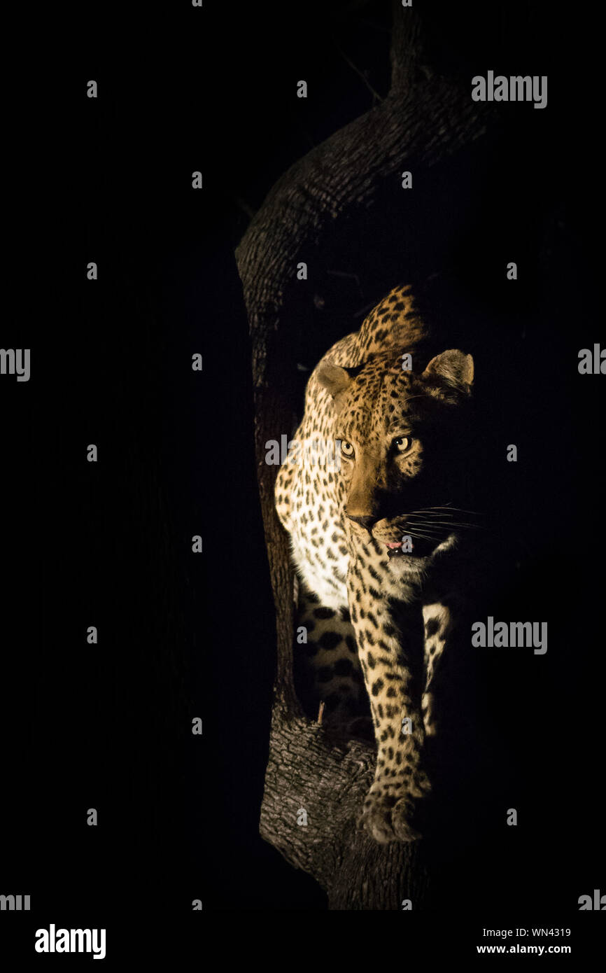 Leopard night hi-res stock photography and images - Alamy