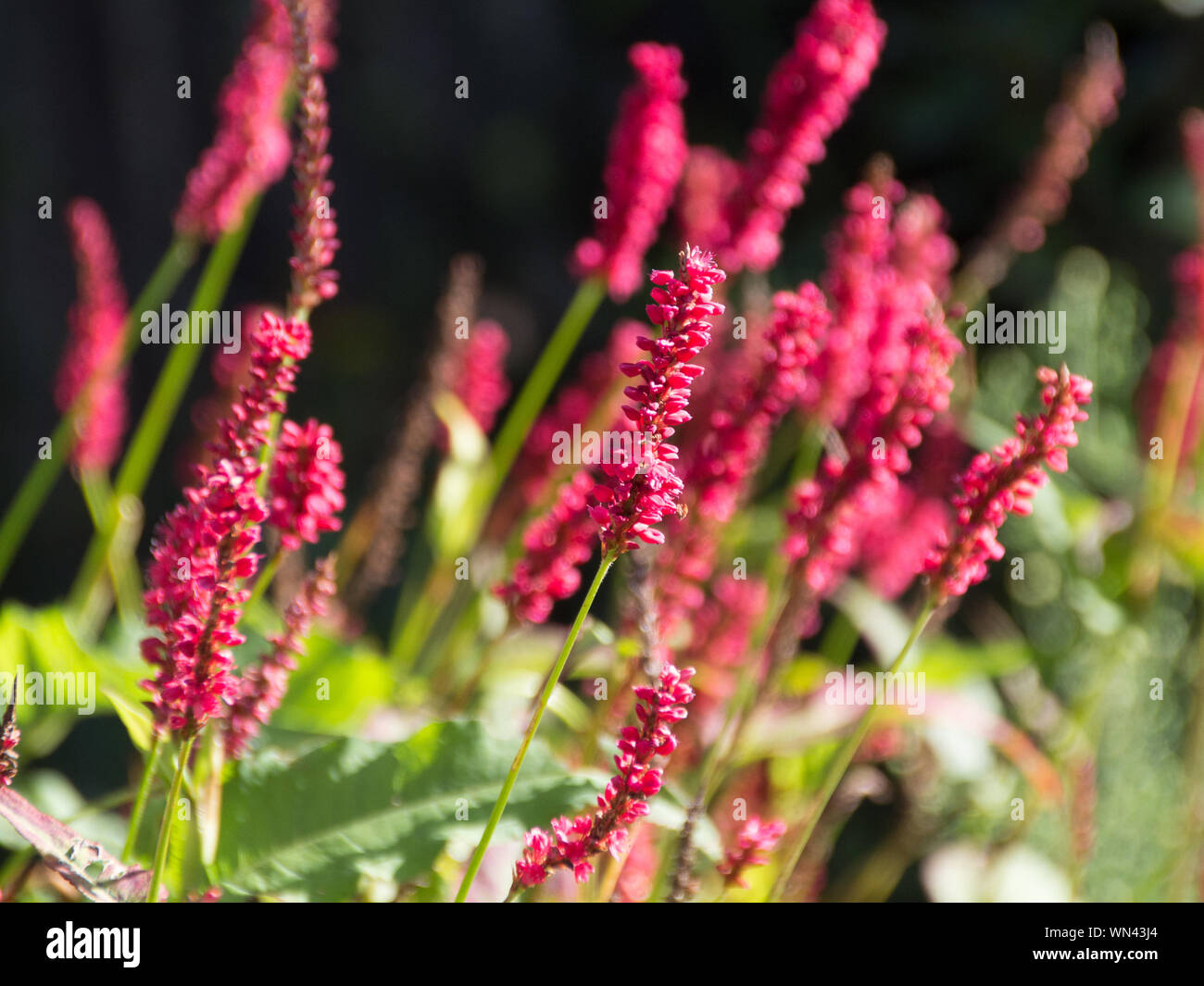 Persicaria amplexicaulis hi-res stock photography and images - Alamy