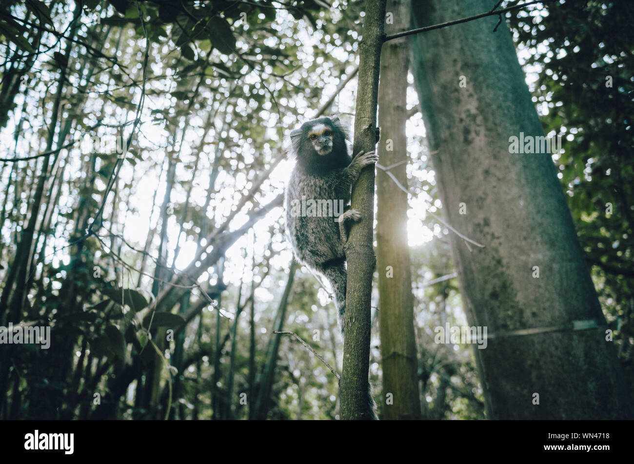 Monkey Hanging On To Branch High Resolution Stock Photography and ...
