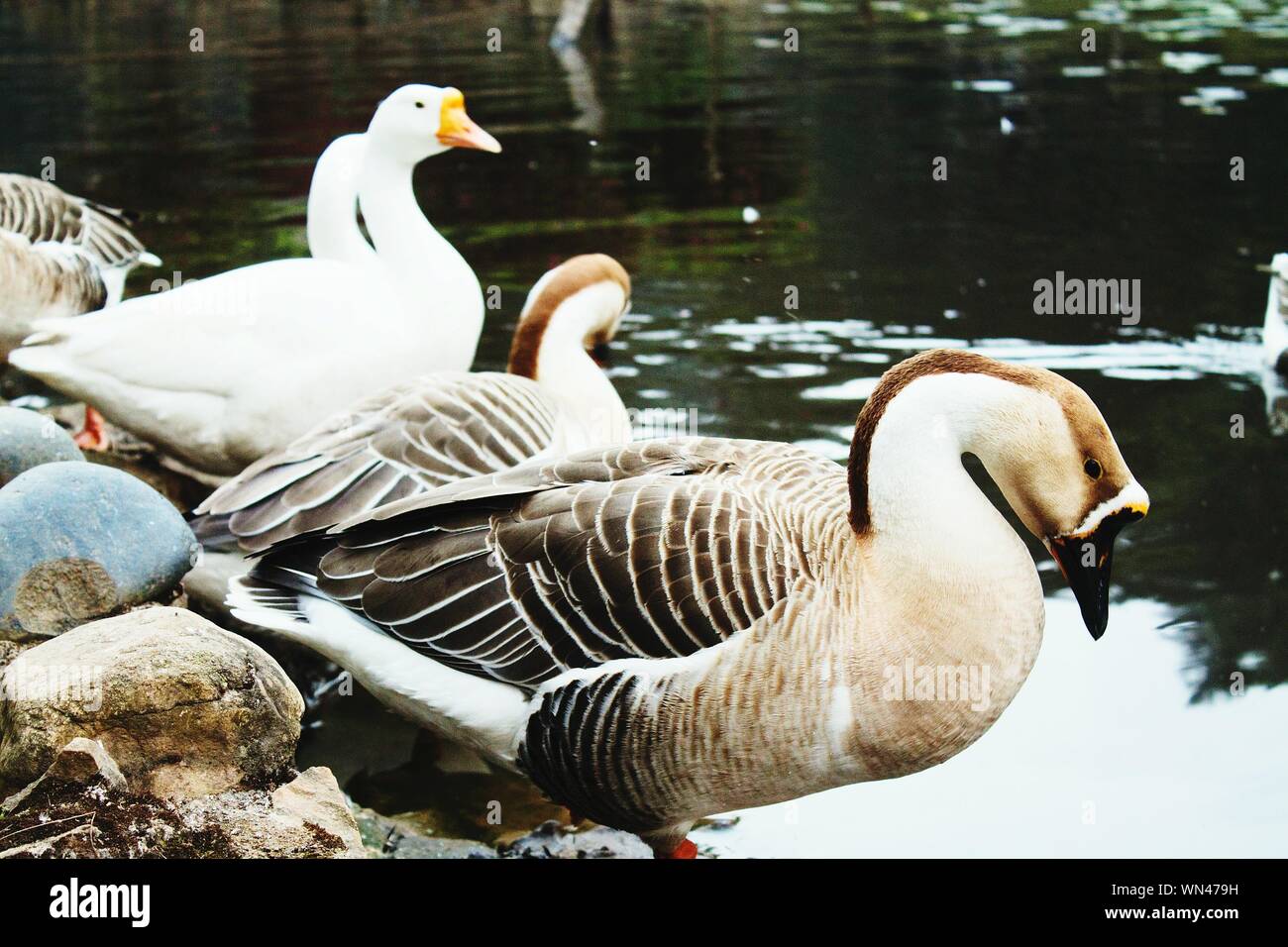 Chinese Geese High Resolution Stock Photography and Images - Alamy