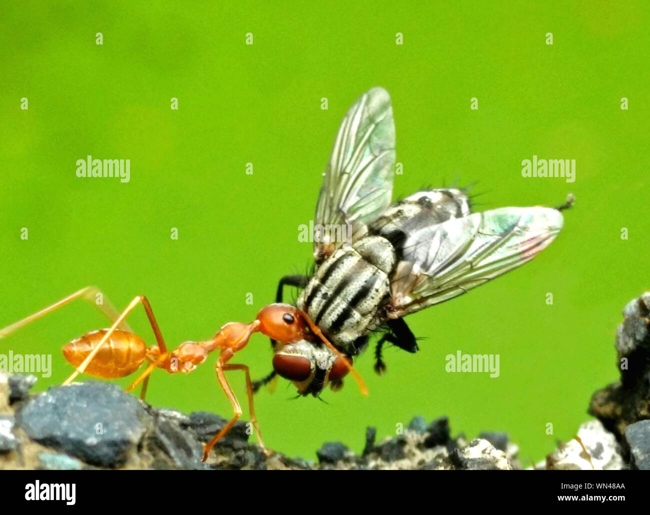 Hunting fire hi-res stock photography and images - Alamy