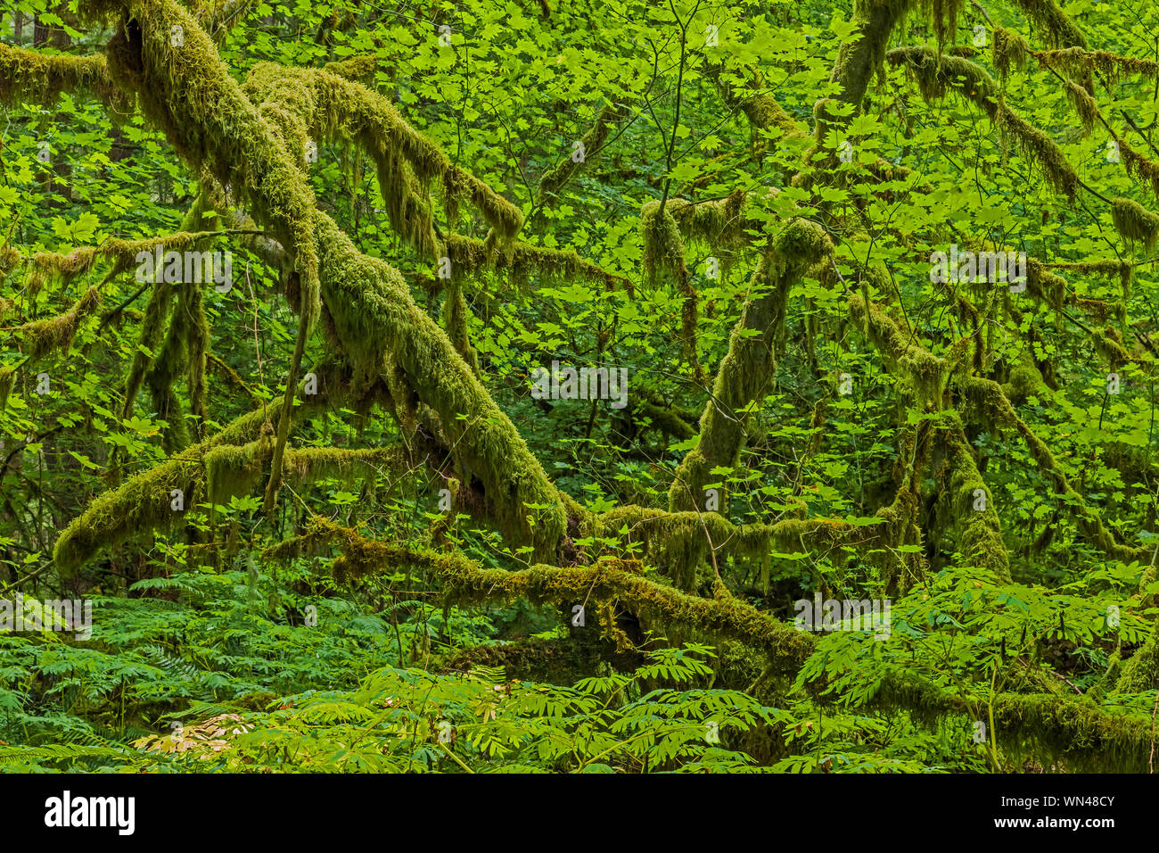 Vine maple hi-res stock photography and images - Alamy