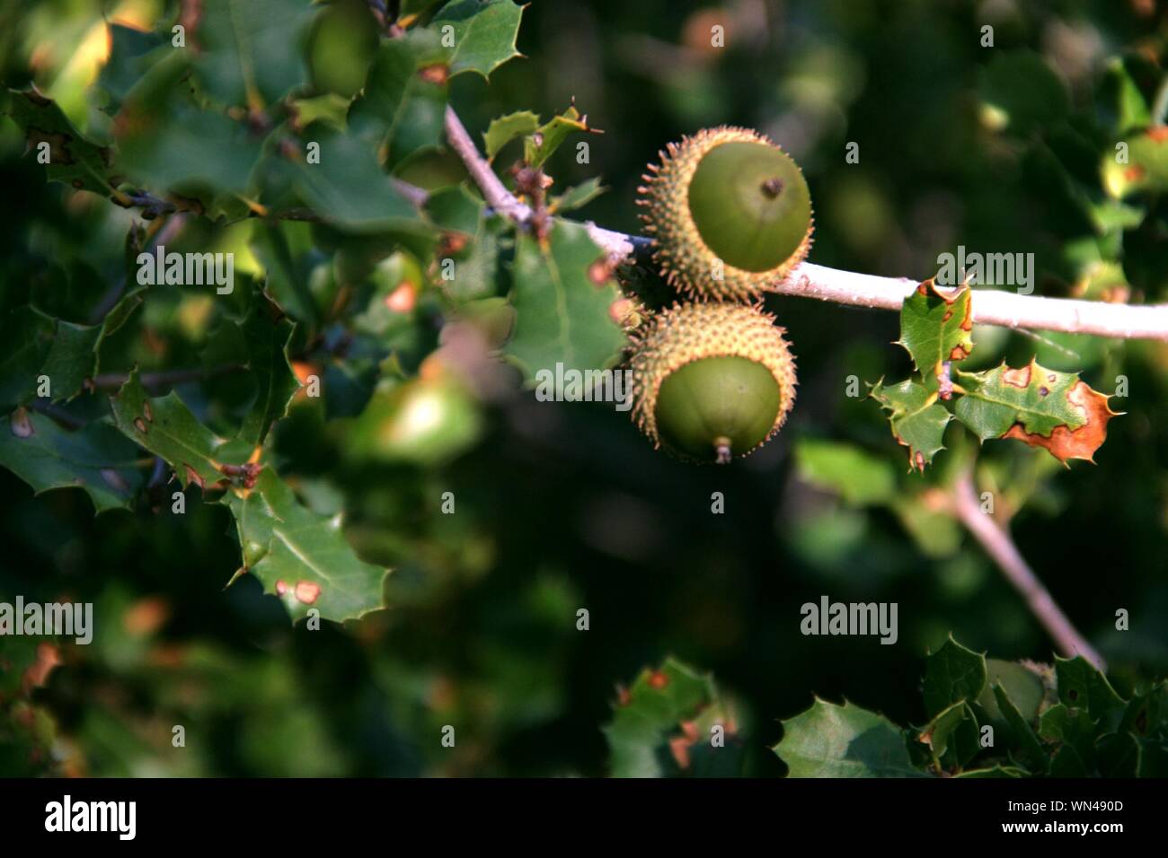 Holm Oak Leaf High Resolution Stock Photography and Images - Alamy