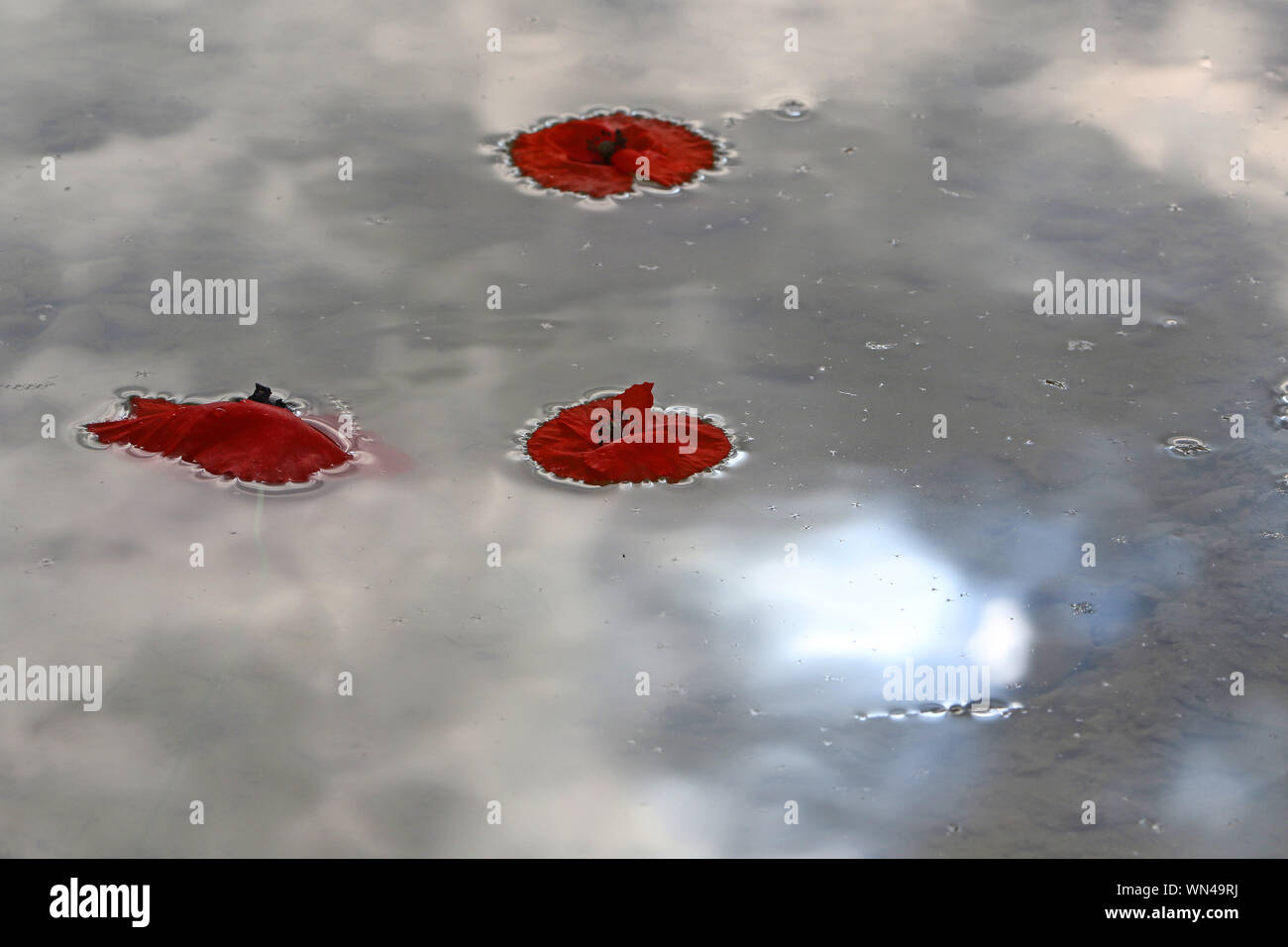 Poppies floating on water hi-res stock photography and images - Alamy