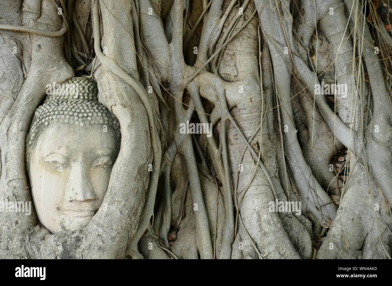 Bodhi Tree Roots High Resolution Stock Photography and Images - Alamy