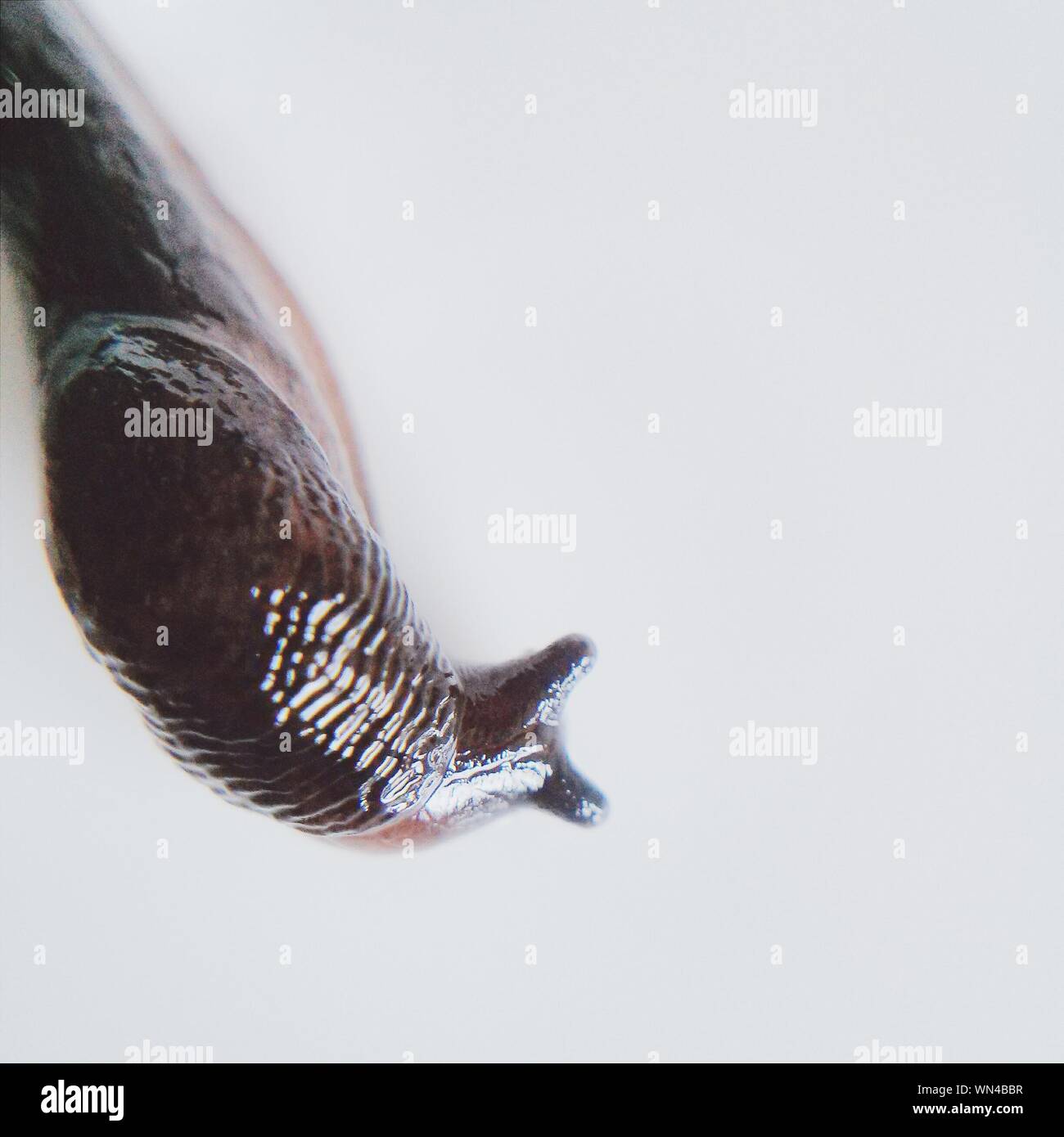 Slug crawling hi-res stock photography and images - Alamy