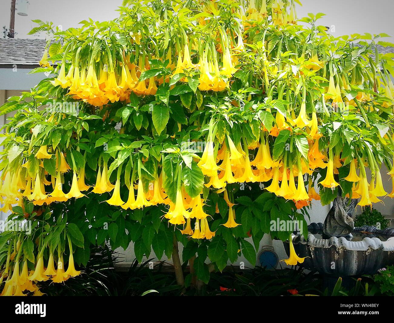 Angel trumpet flowers hi-res stock photography and images - Alamy