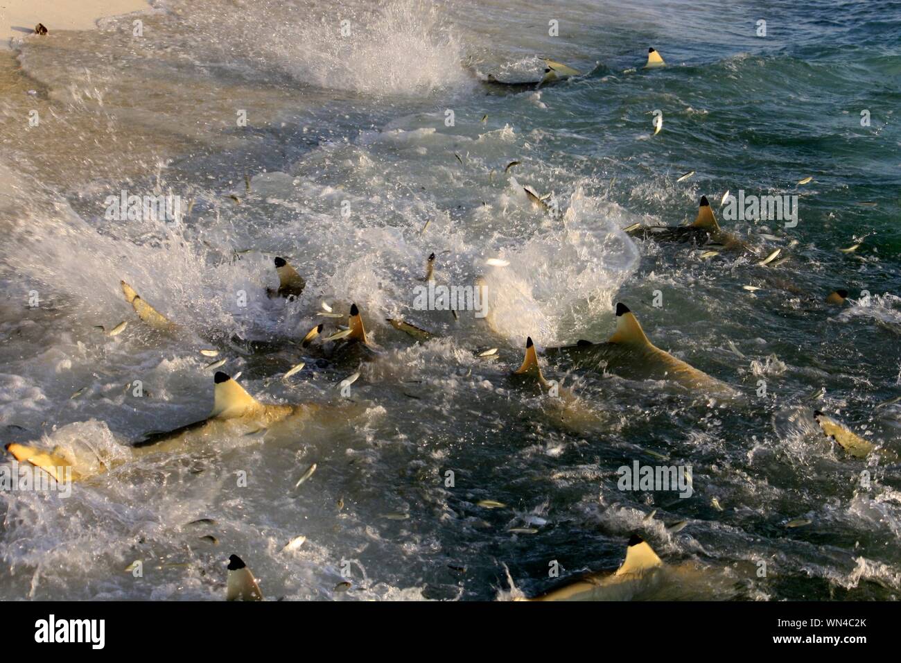Group of sharks hi-res stock photography and images - Alamy