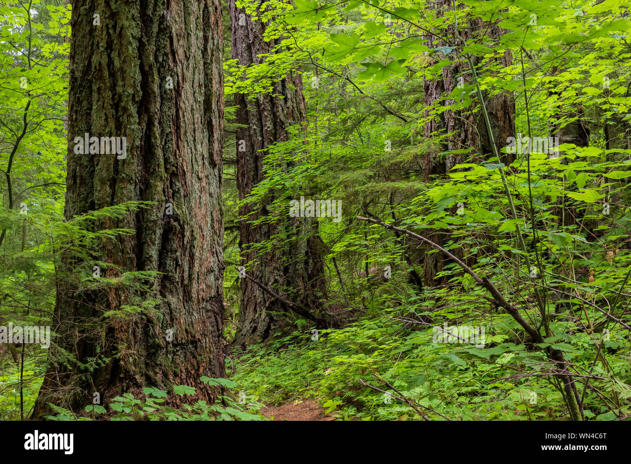 Vine maple hi-res stock photography and images - Alamy