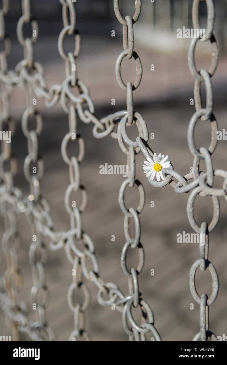 Chain Hanging Flower High Resolution Stock Photography and Images - Alamy