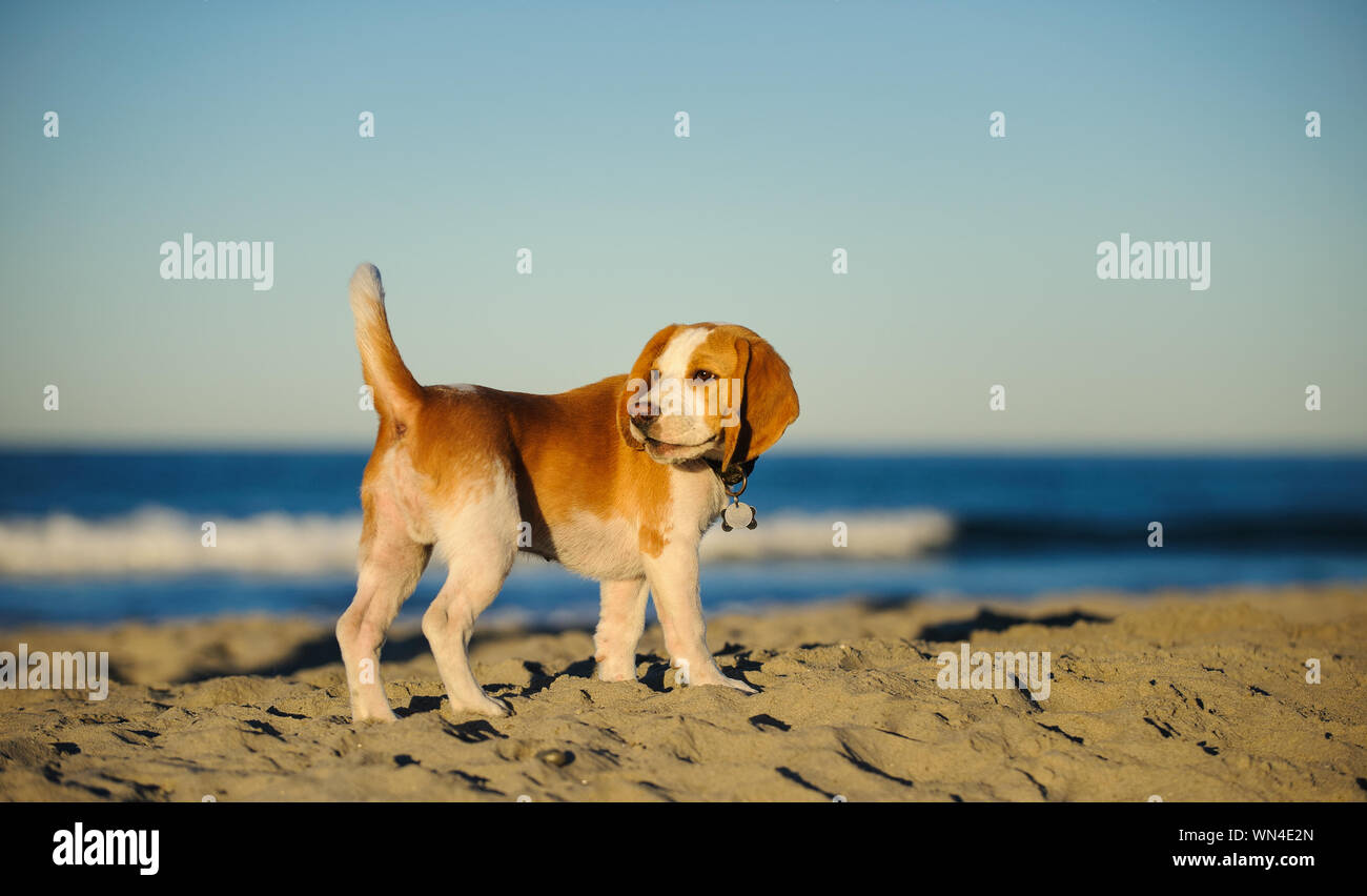 Beagle beach hi-res stock photography and images - Alamy