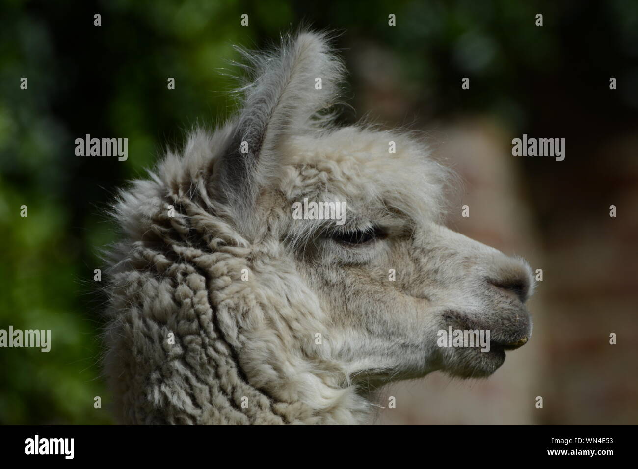Llama side profile hi-res stock photography and images - Alamy