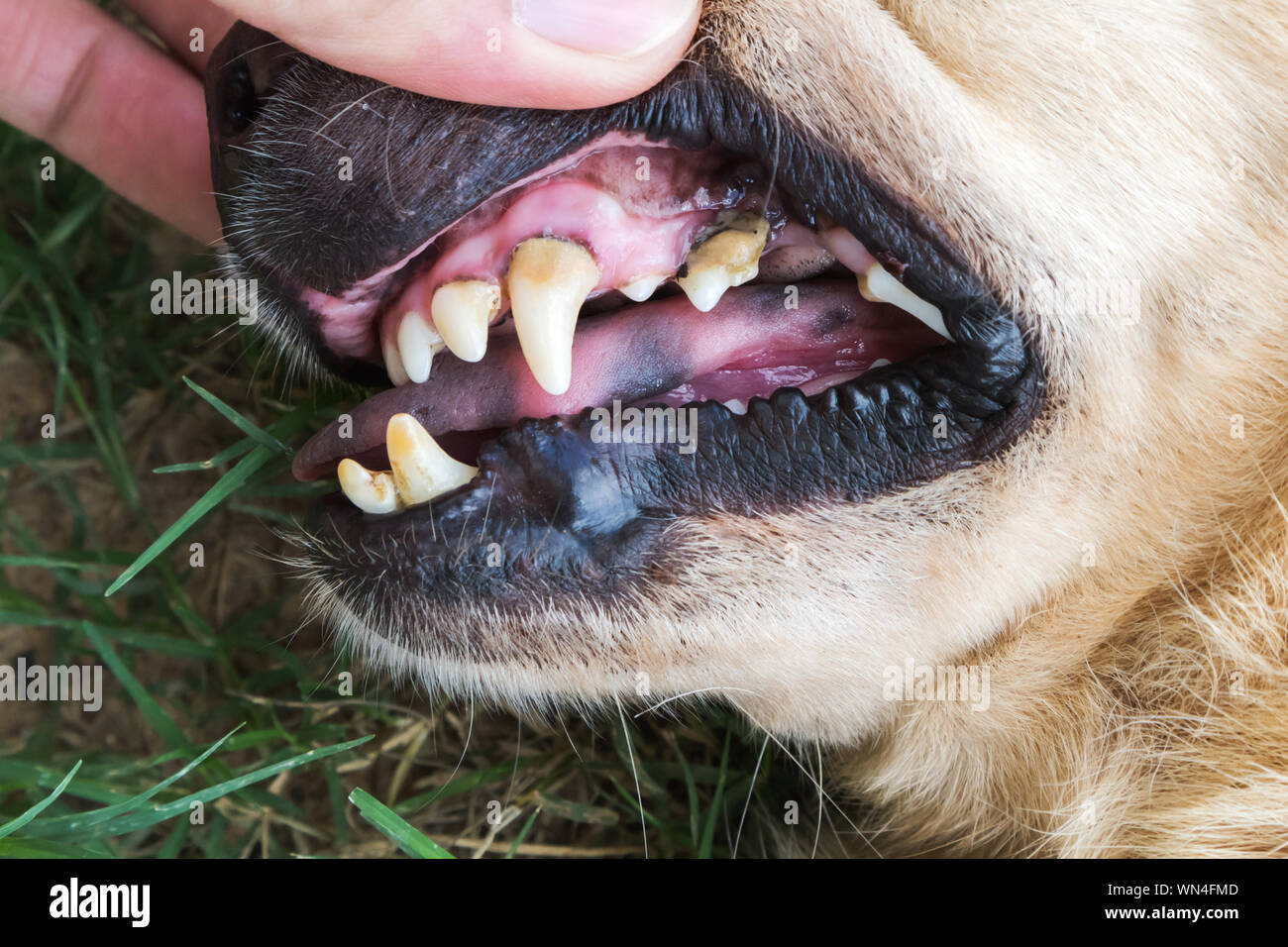 Nose of dog hi-res stock photography and images - Alamy