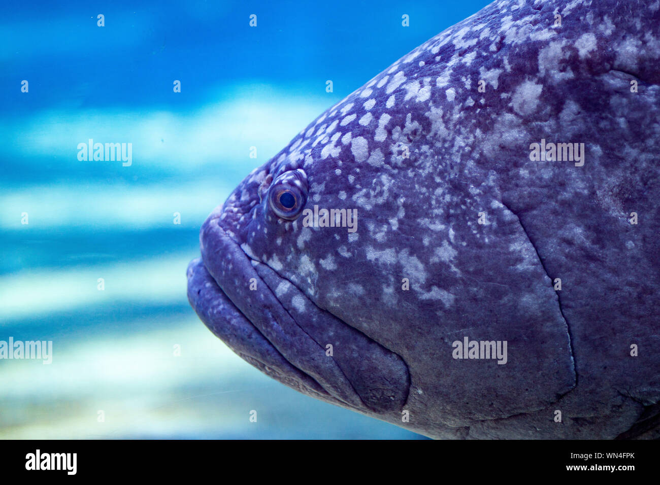 Cod fish underwater hi-res stock photography and images - Alamy