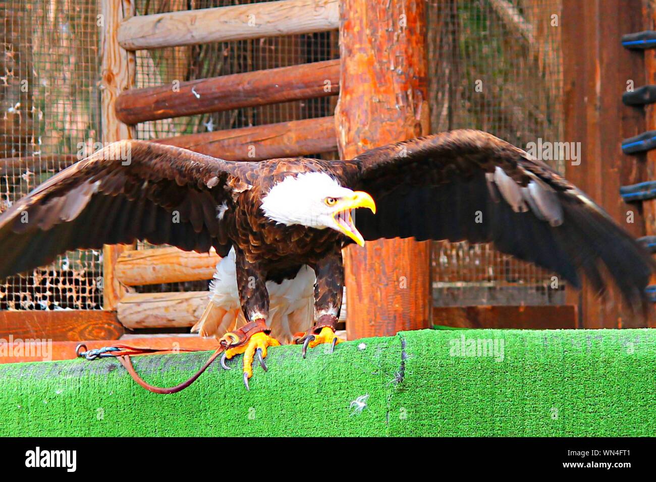 Close up bald eagle wing hi-res stock photography and images - Alamy