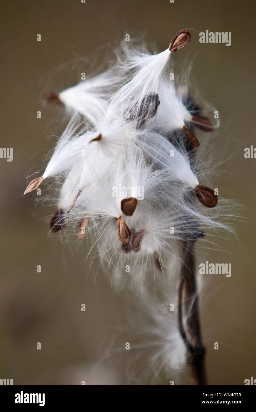Milkweed pod hi-res stock photography and images - Alamy