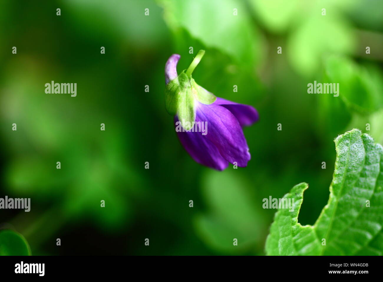 Purple bud hi-res stock photography and images - Alamy
