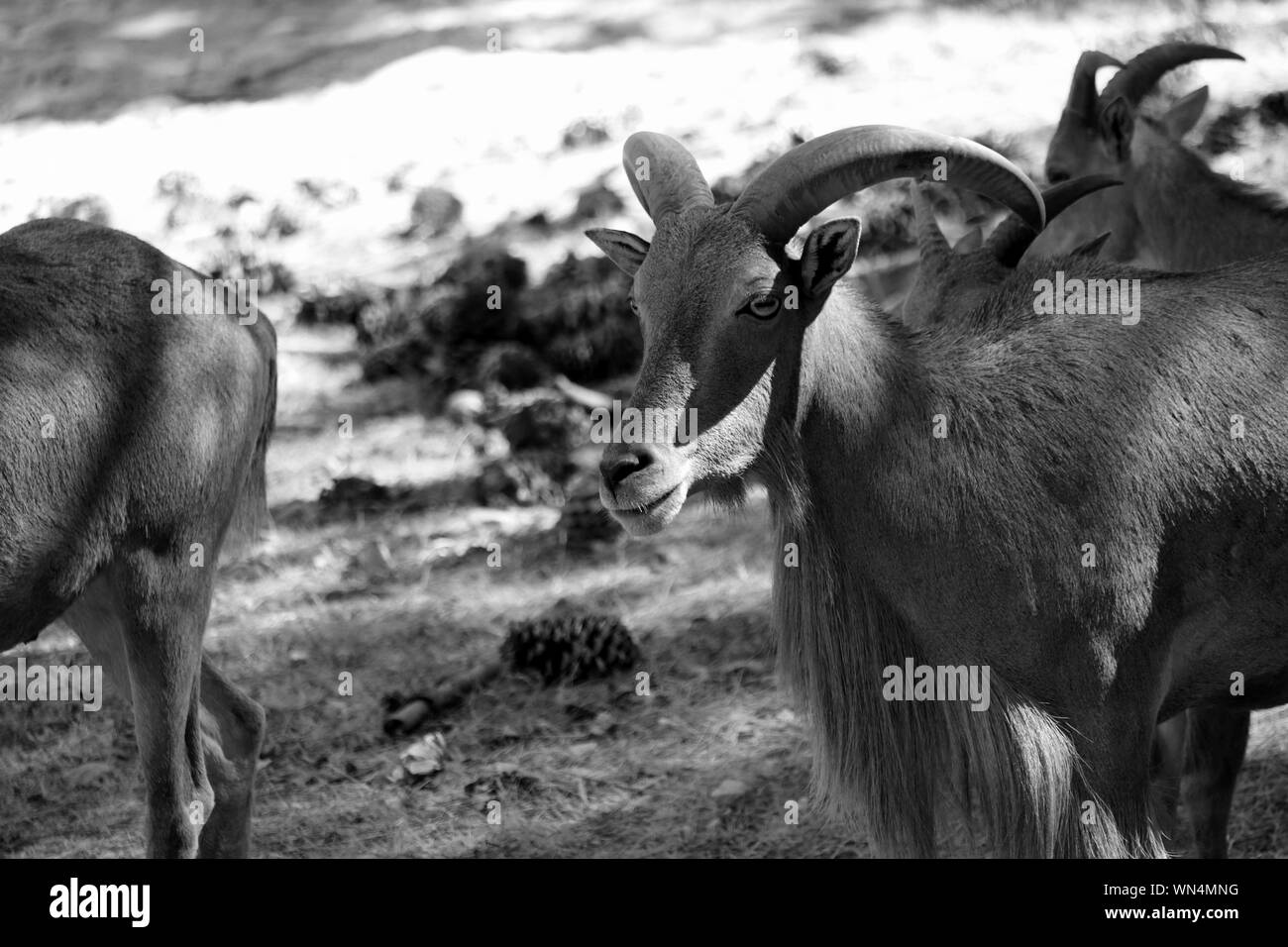 Four horned goat hi-res stock photography and images - Alamy