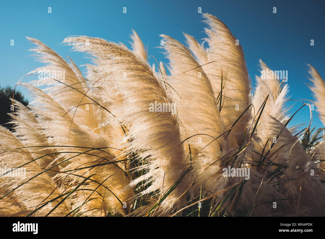 Wide angle plants hi-res stock photography and images - Alamy
