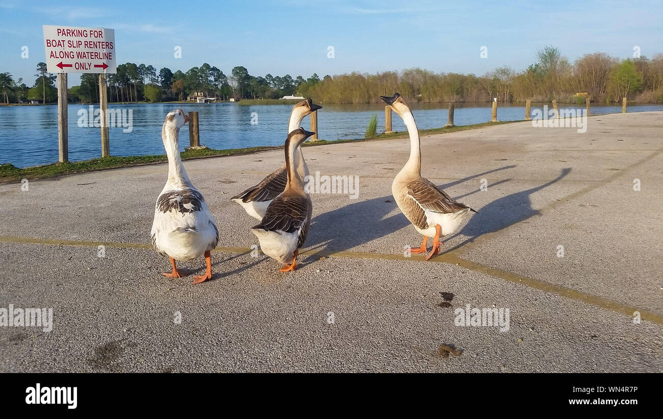 Rear of birds hi-res stock photography and images - Alamy