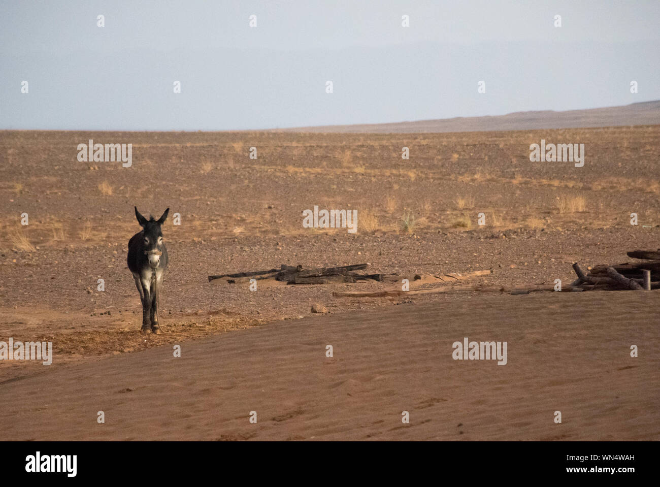 Sand arid donkey hi-res stock photography and images - Alamy
