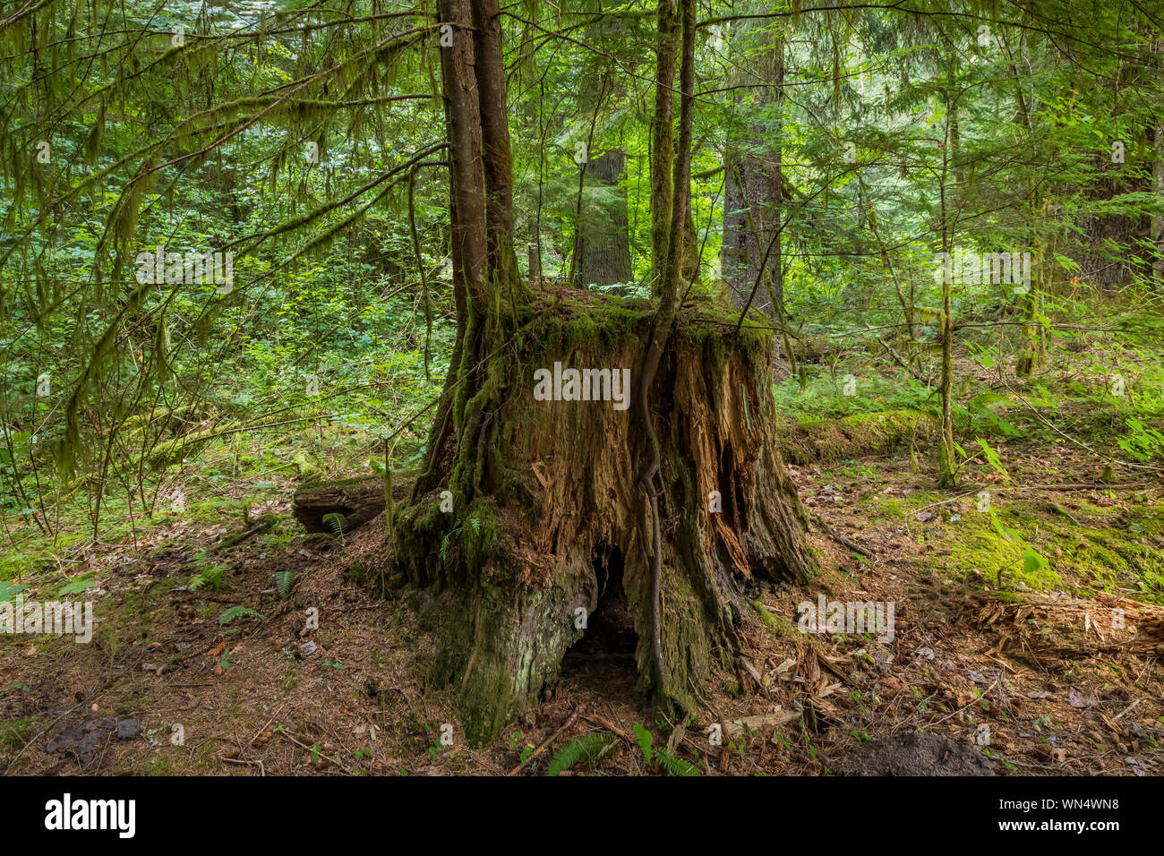 Western Hemlock, Tsuga heterophylla, growing from Western Red Cedar ...