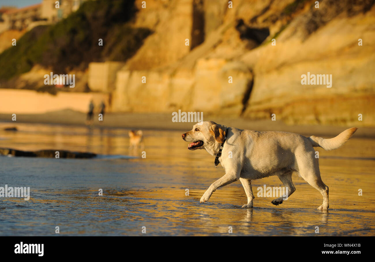 Walking labrador retriever hi-res stock photography and images - Alamy