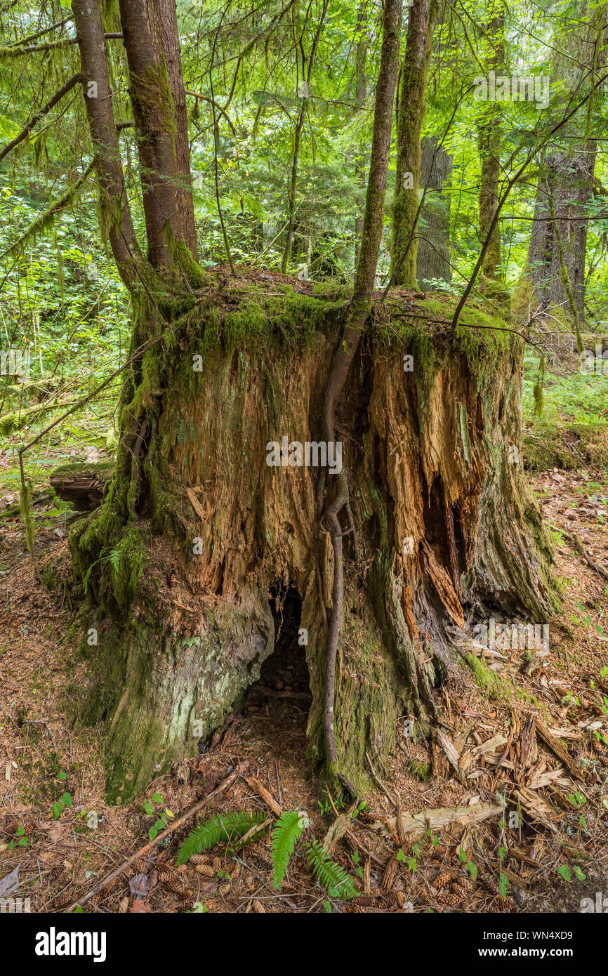 Western Hemlock, Tsuga heterophylla, growing from Western Red Cedar ...