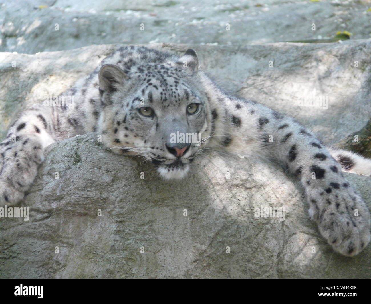 Snow leopard on rock hi-res stock photography and images - Alamy