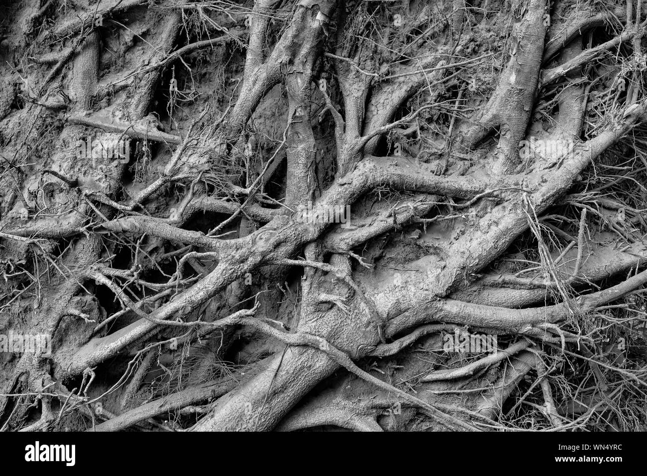 Wind blown tree hi-res stock photography and images - Alamy