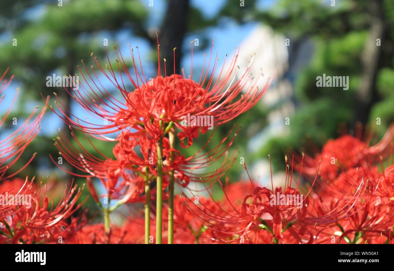 Lycoris radiata hi-res stock photography and images - Alamy