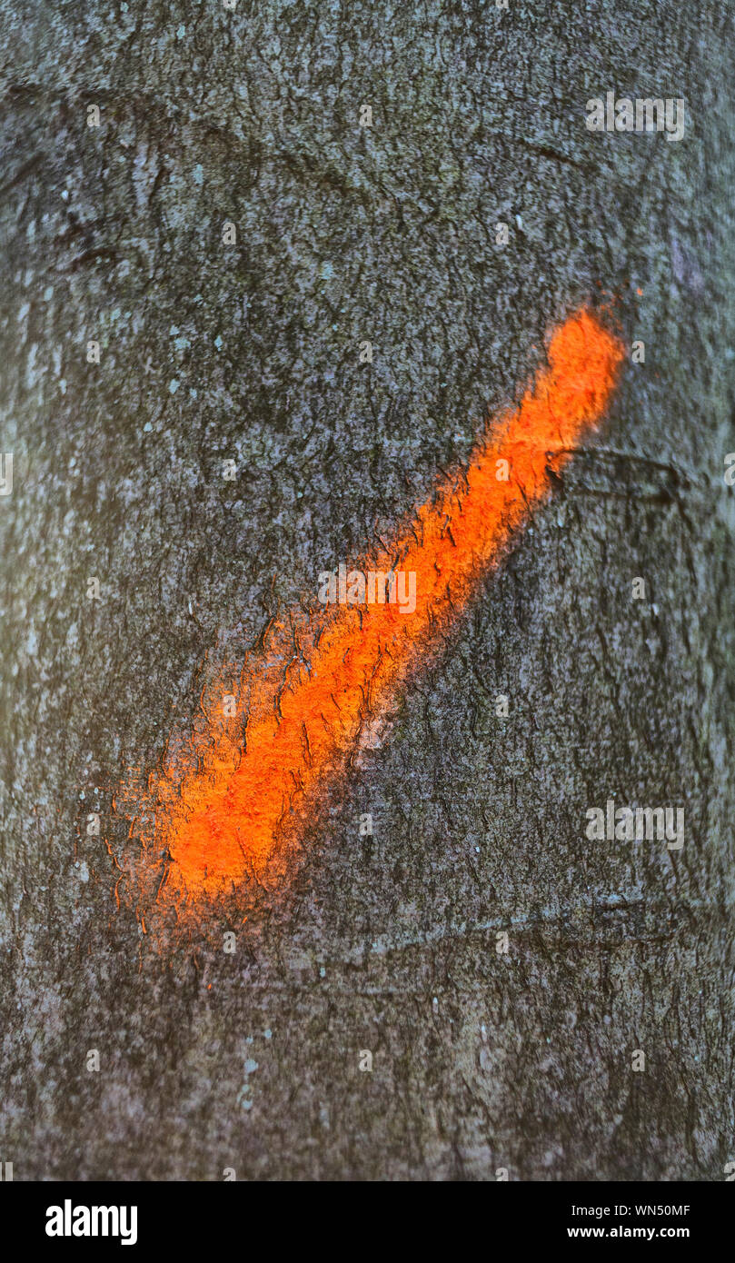 Paint tree trunk hi-res stock photography and images - Alamy