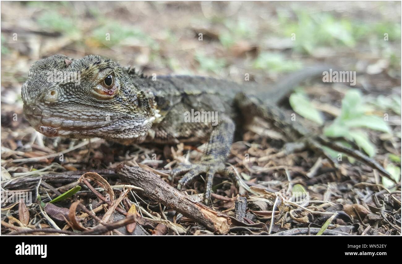 Dragon in grass hi-res stock photography and images - Alamy
