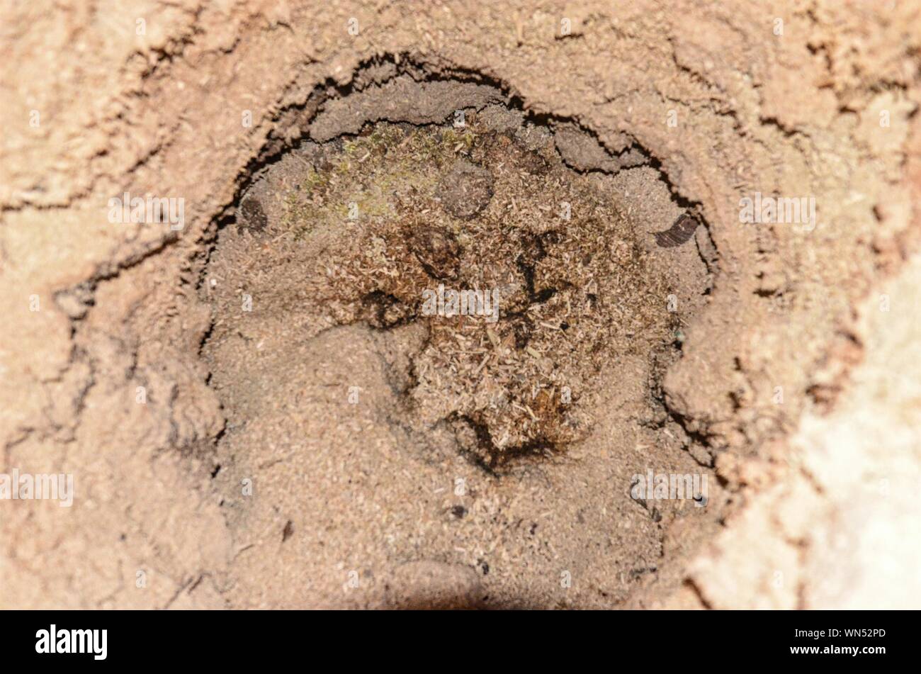 Animal den hi-res stock photography and images - Alamy