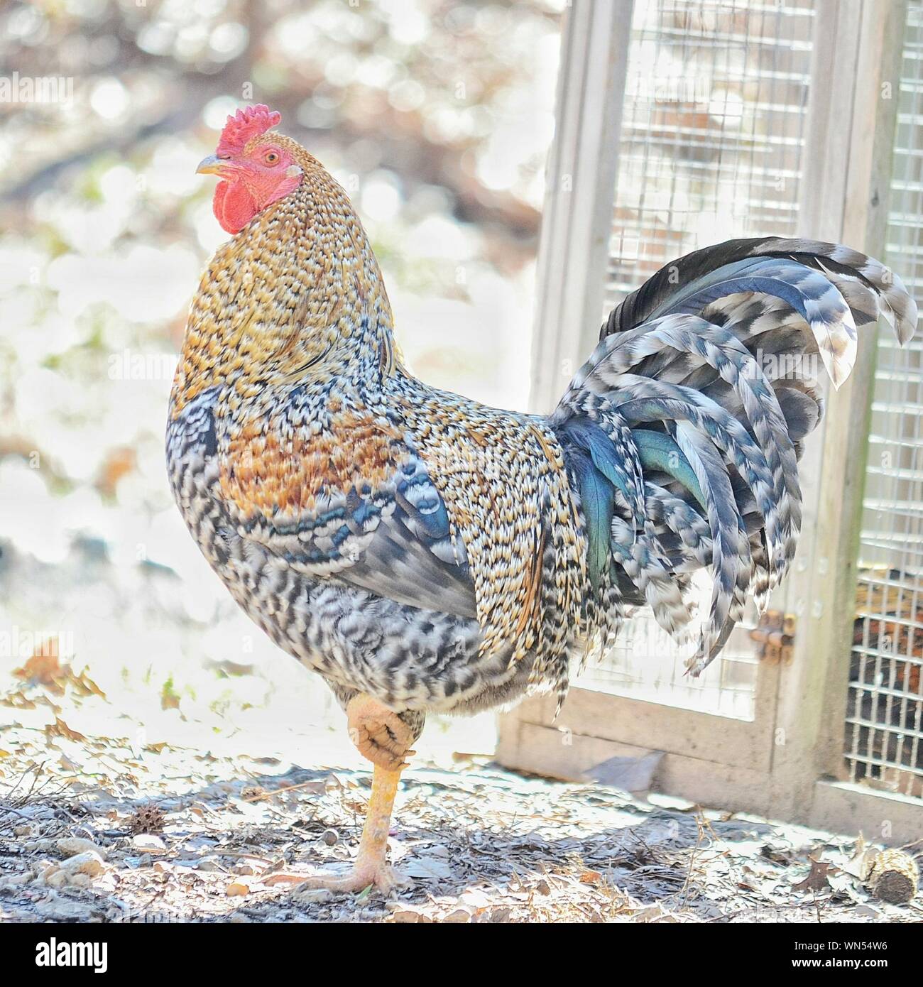 Leg rooster hi-res stock photography and images - Alamy