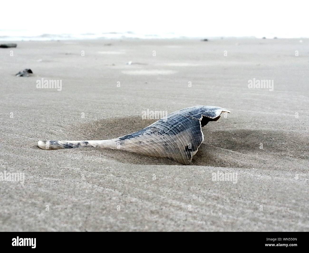 Broken seashell hi-res stock photography and images - Alamy
