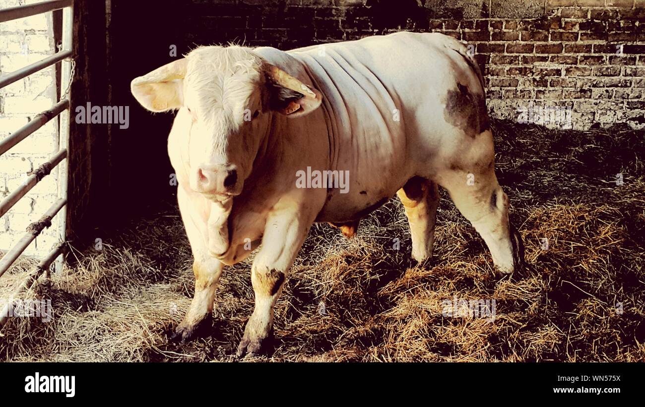 Bull Pen High Resolution Stock Photography and Images - Alamy