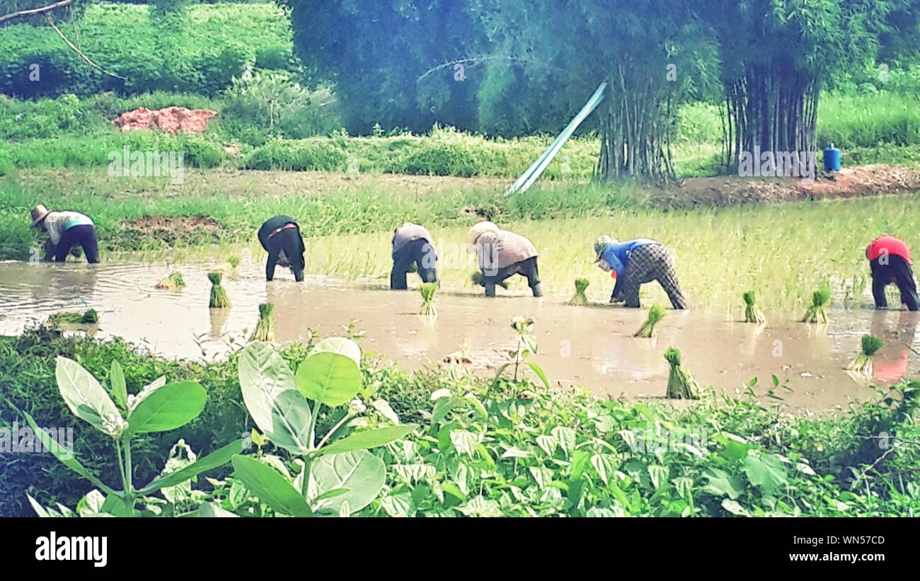 Farmers planting hi-res stock photography and images - Alamy