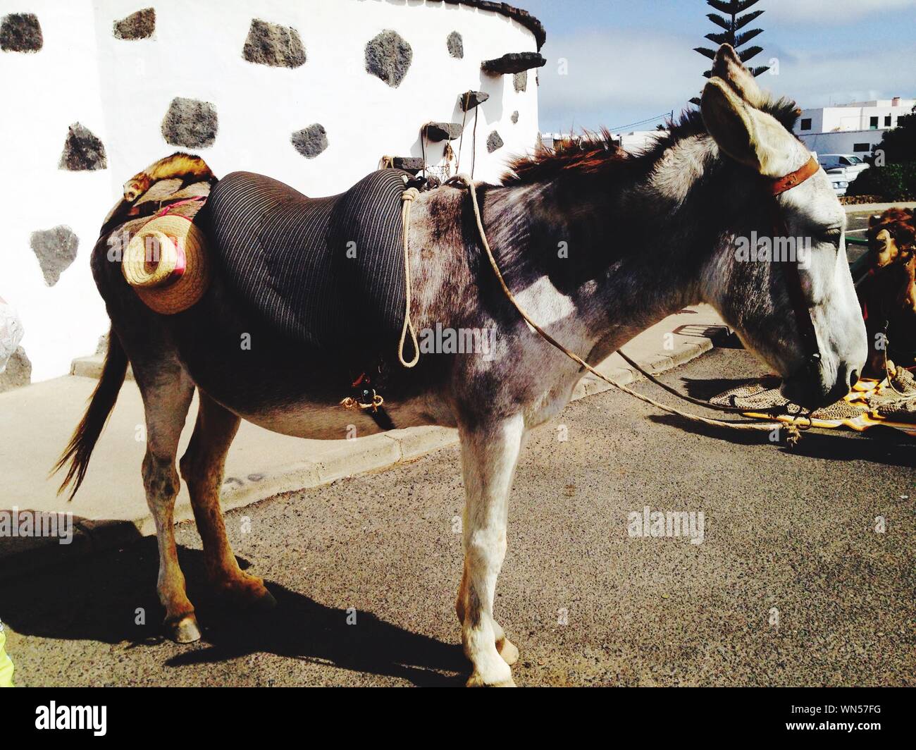 House donkey hi-res stock photography and images - Alamy